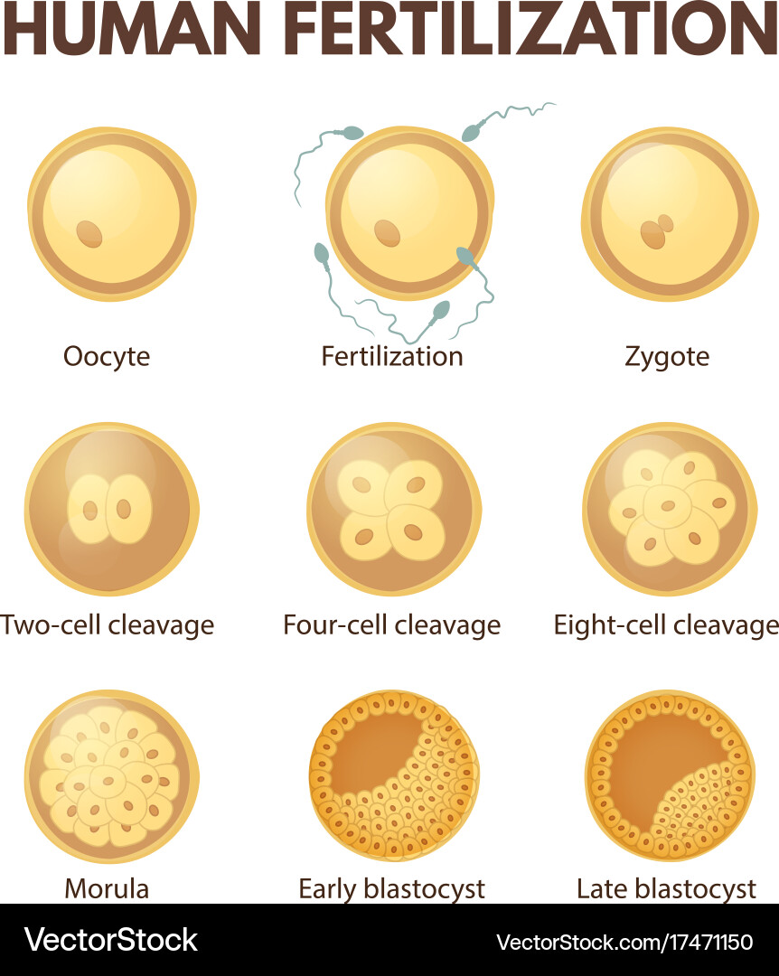 Human fertilization Royalty Free Vector Image - VectorStock
