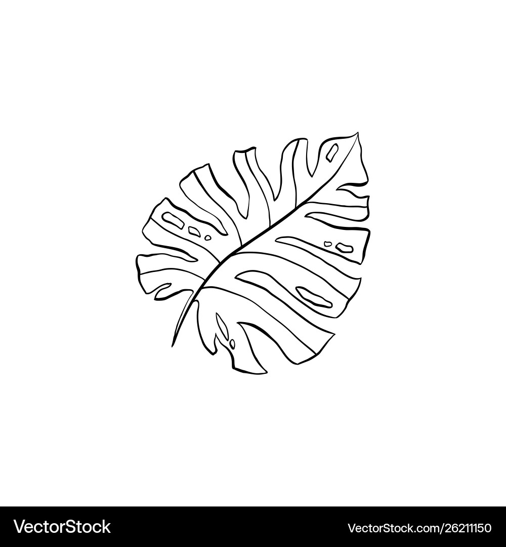 Philodendron plant leaf outline Royalty Free Vector Image