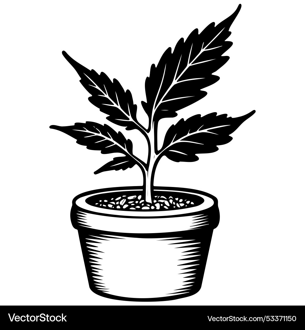 Pot leaf engrave hand drawn line transparent Vector Image