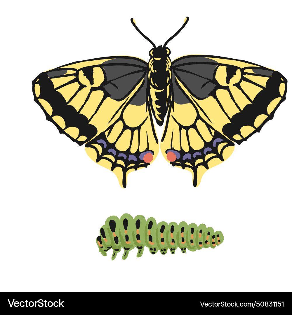 Drawing yellow swallowtail butterfly Royalty Free Vector