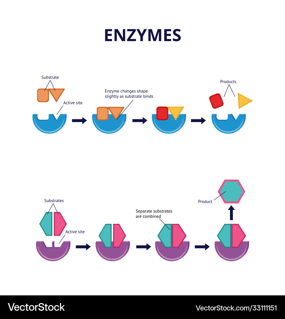 Enzyme Substrate And Active Site Enzymes BIOLOGY4ISC