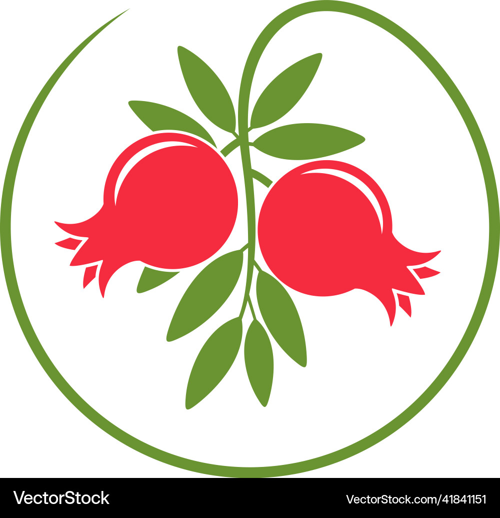 Pomegranate Royalty Free Vector Image - VectorStock