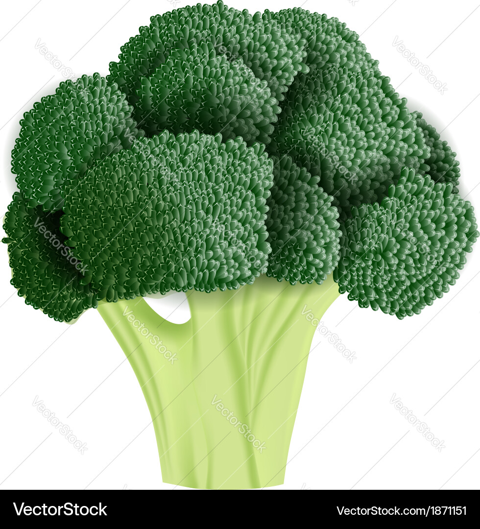 Realistic broccoli Royalty Free Vector Image - VectorStock