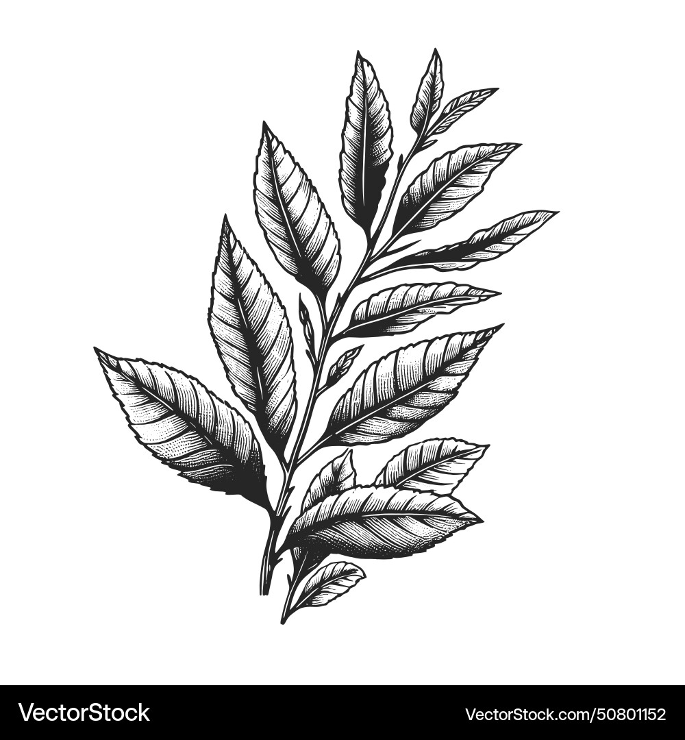 Tea branch engraving line art Royalty Free Vector Image