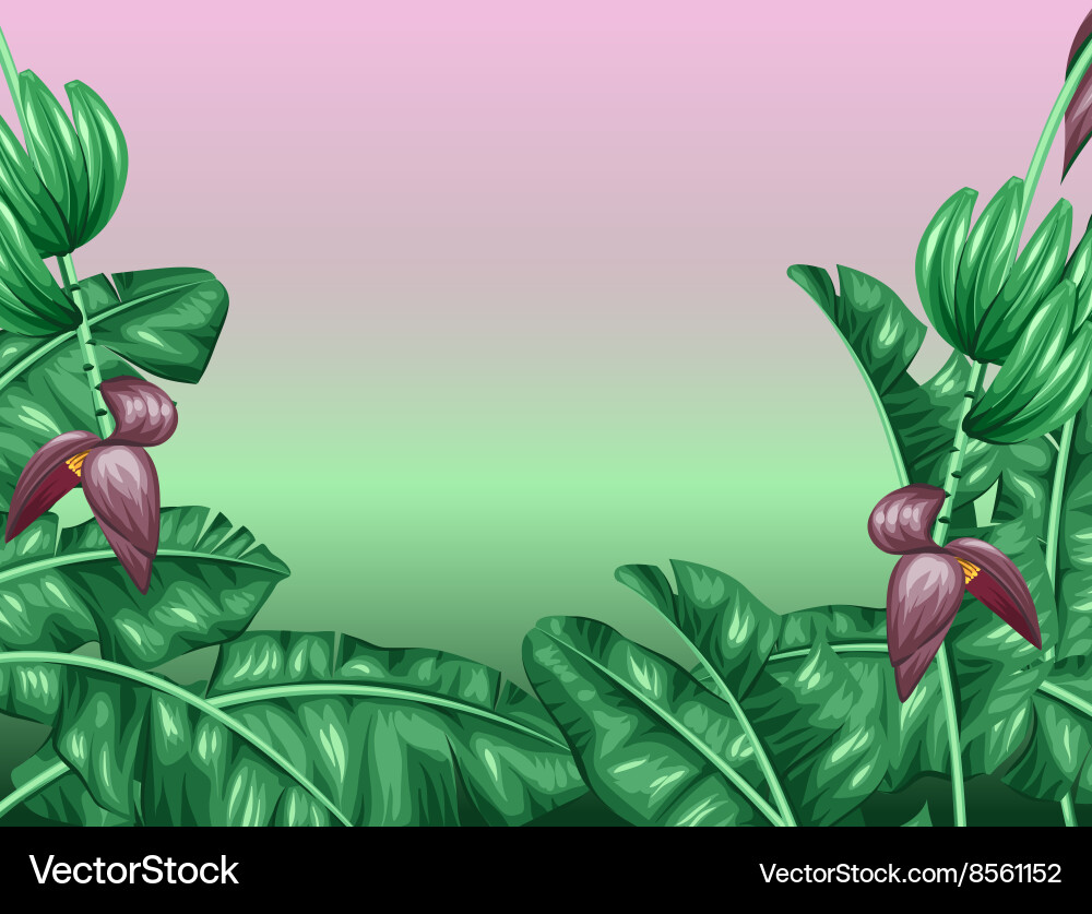 Tropical Banana Leaf Background Royalty Free Vector Image