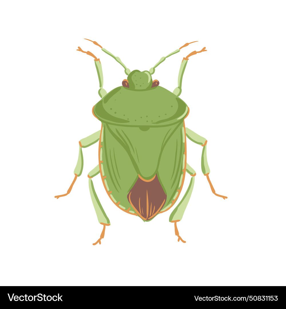 Drawing green shield bug palomena prasina Vector Image