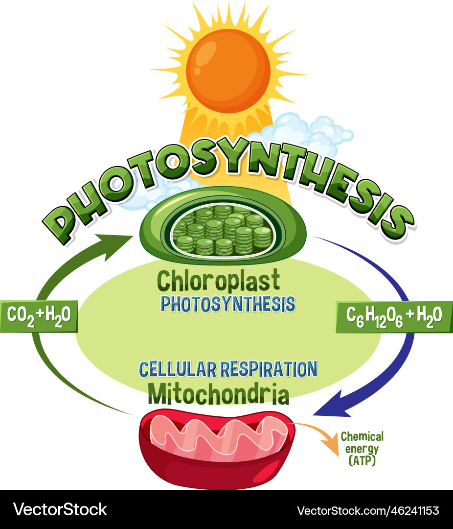 Photosynthesis And Cellular Respiration Poster Photosynthesis Vs.