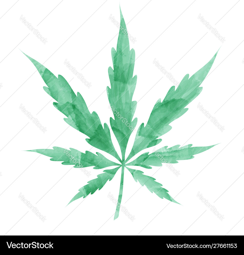 Watercolor Marijuana Leaf Royalty Free Vector Image
