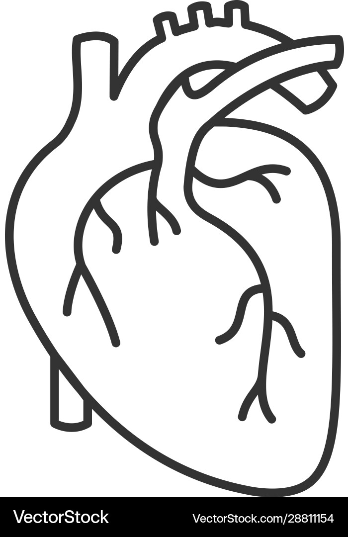 Human heart anatomy linear icon Royalty Free Vector Image