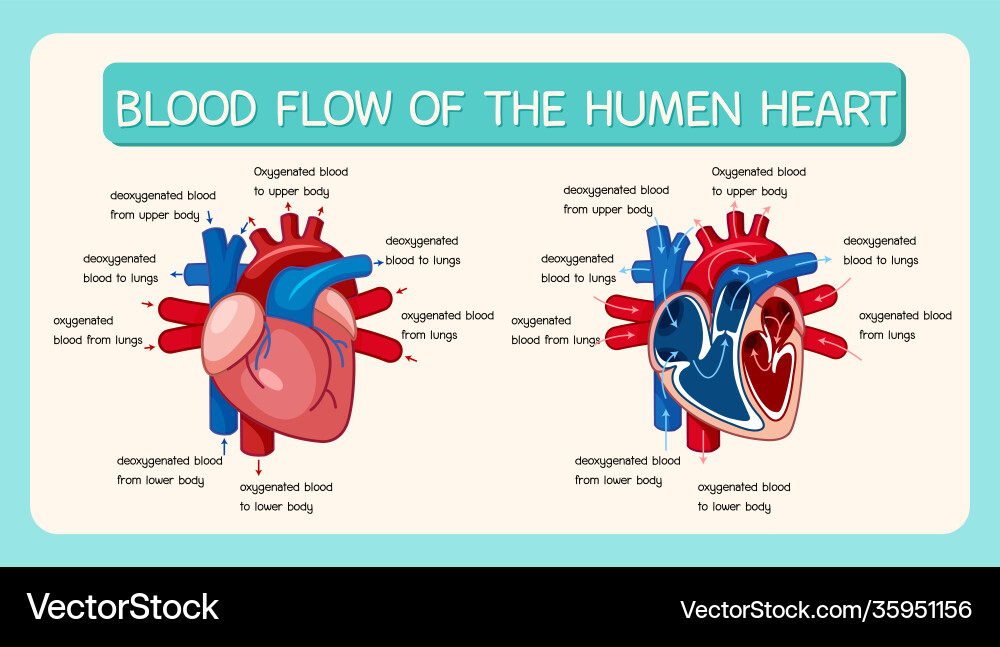 Human Heart Blood Flow Diagram Diagram Showing Blood Flow Of Human
