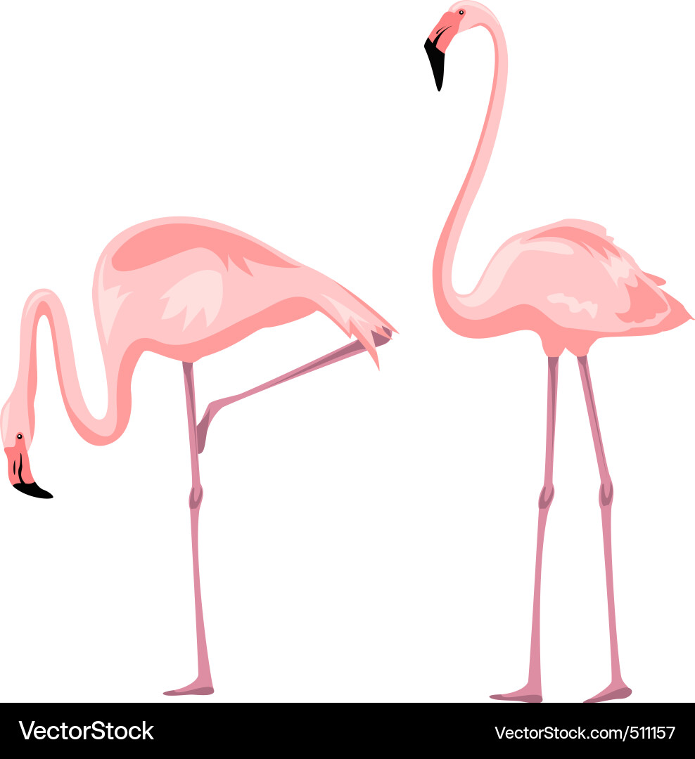 Flamingo Royalty Free Vector Image - VectorStock