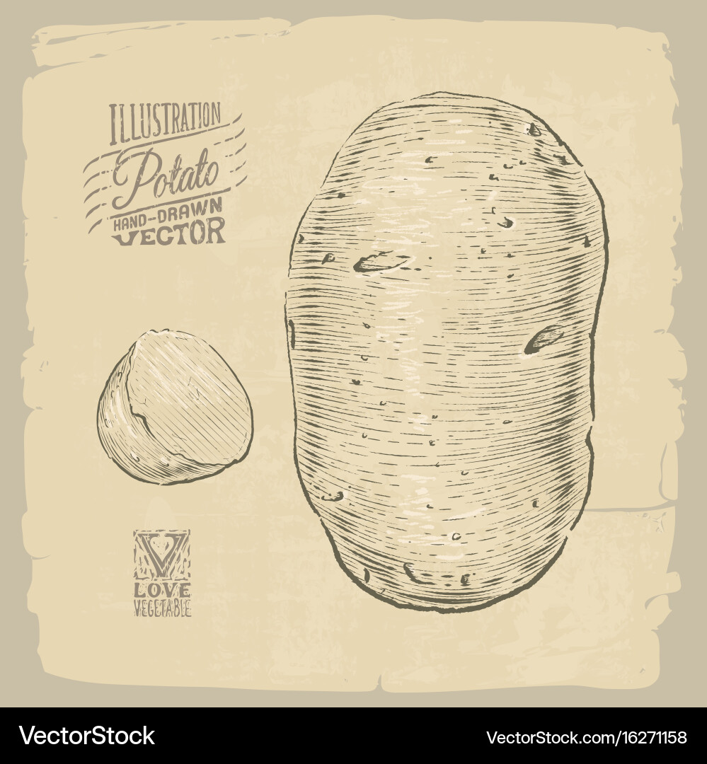 Potato Royalty Free Vector Image - VectorStock