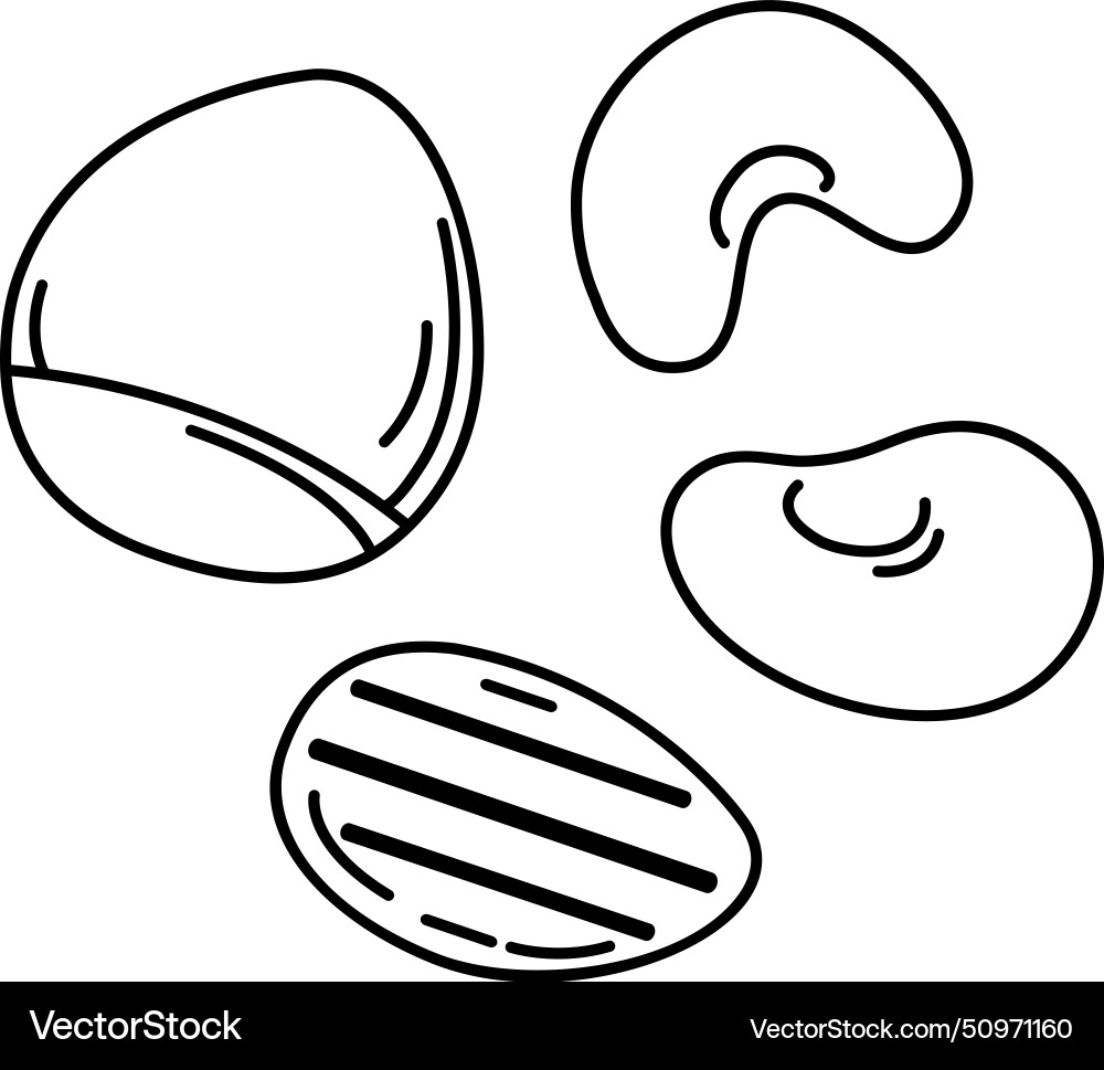 Colorful nut outline white on background Vector Image