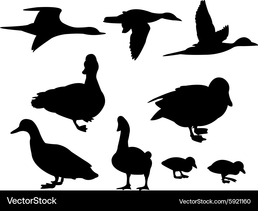 Duck collection Royalty Free Vector Image - VectorStock