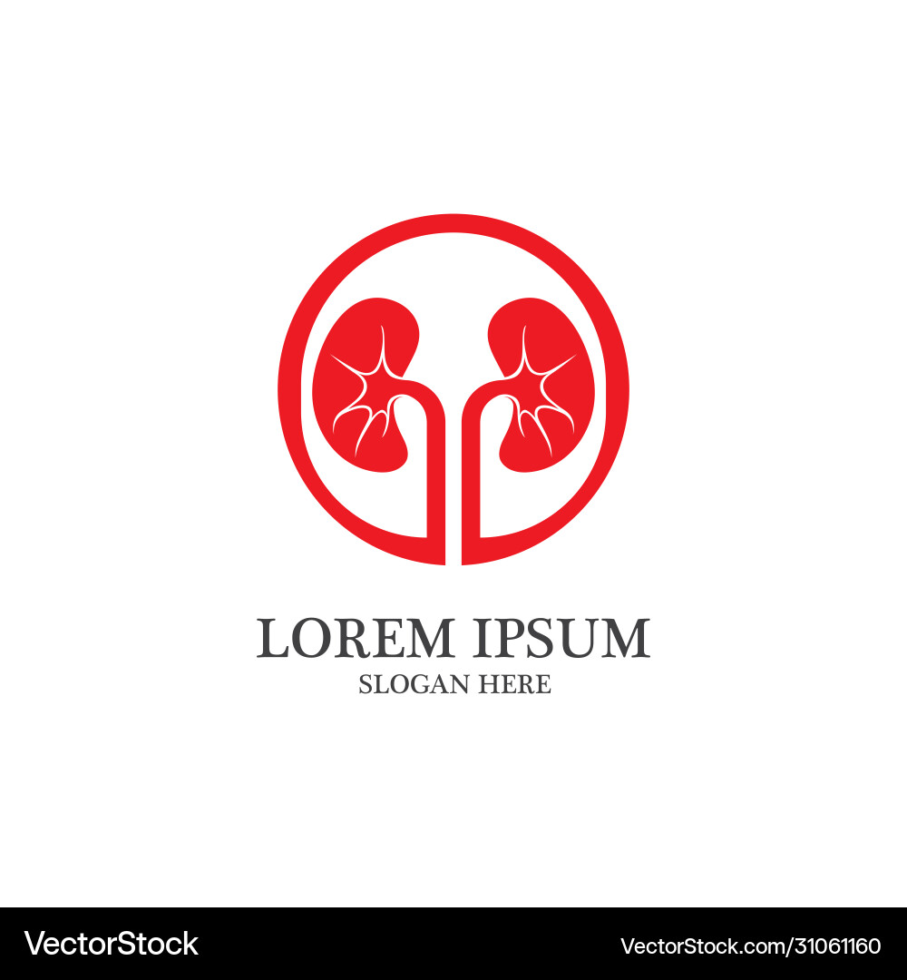 Kidney Royalty Free Vector Image - VectorStock