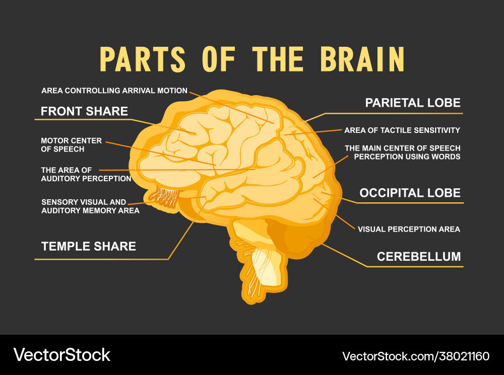 Parts brain educational scheme Royalty Free Vector Image