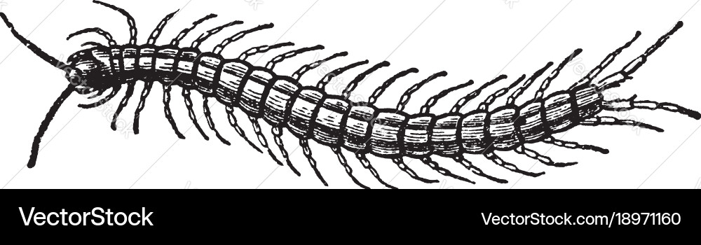 centipede drawing