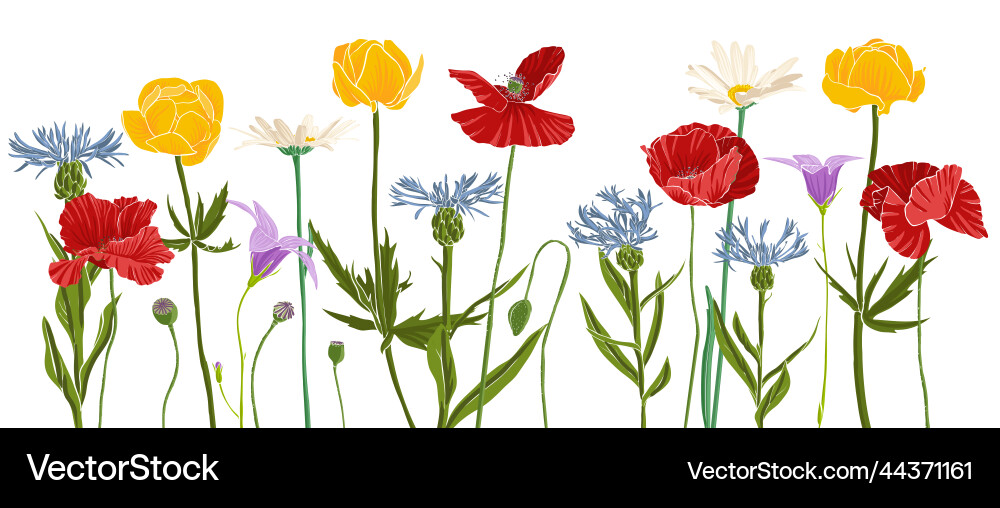 Drawing wild flowers Royalty Free Vector Image