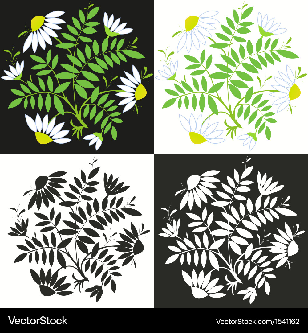 Chamomile Royalty Free Vector Image - VectorStock