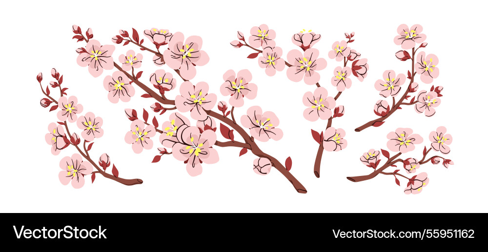 Sakura Blossom Branch Royalty Free Vector Image