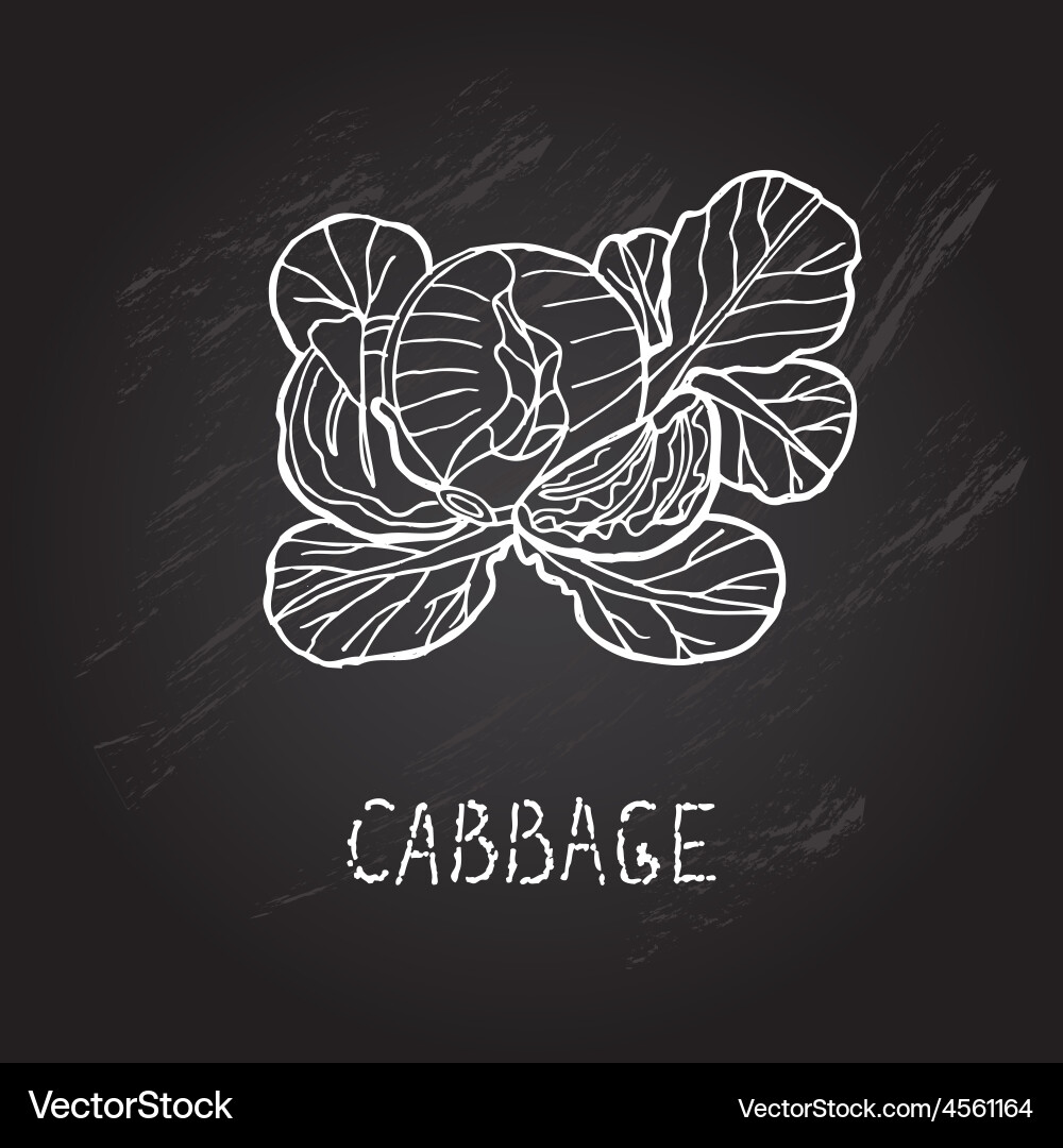 Hand drawn cabbage Royalty Free Vector Image - VectorStock
