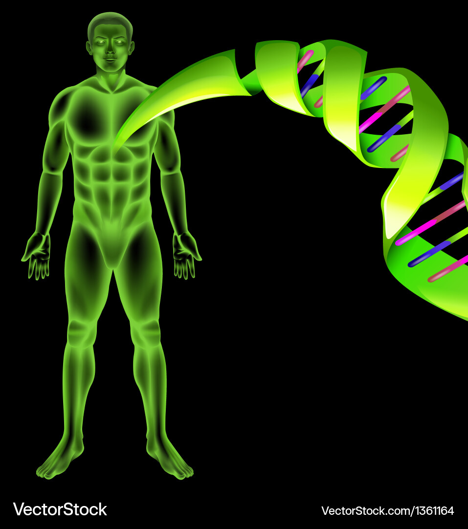 Male human dna Royalty Free Vector Image - VectorStock