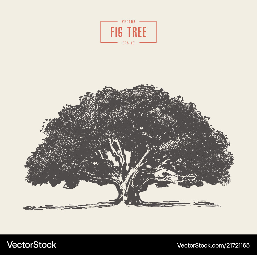 High detail vintage fig tree hand drawn Royalty Free Vector
