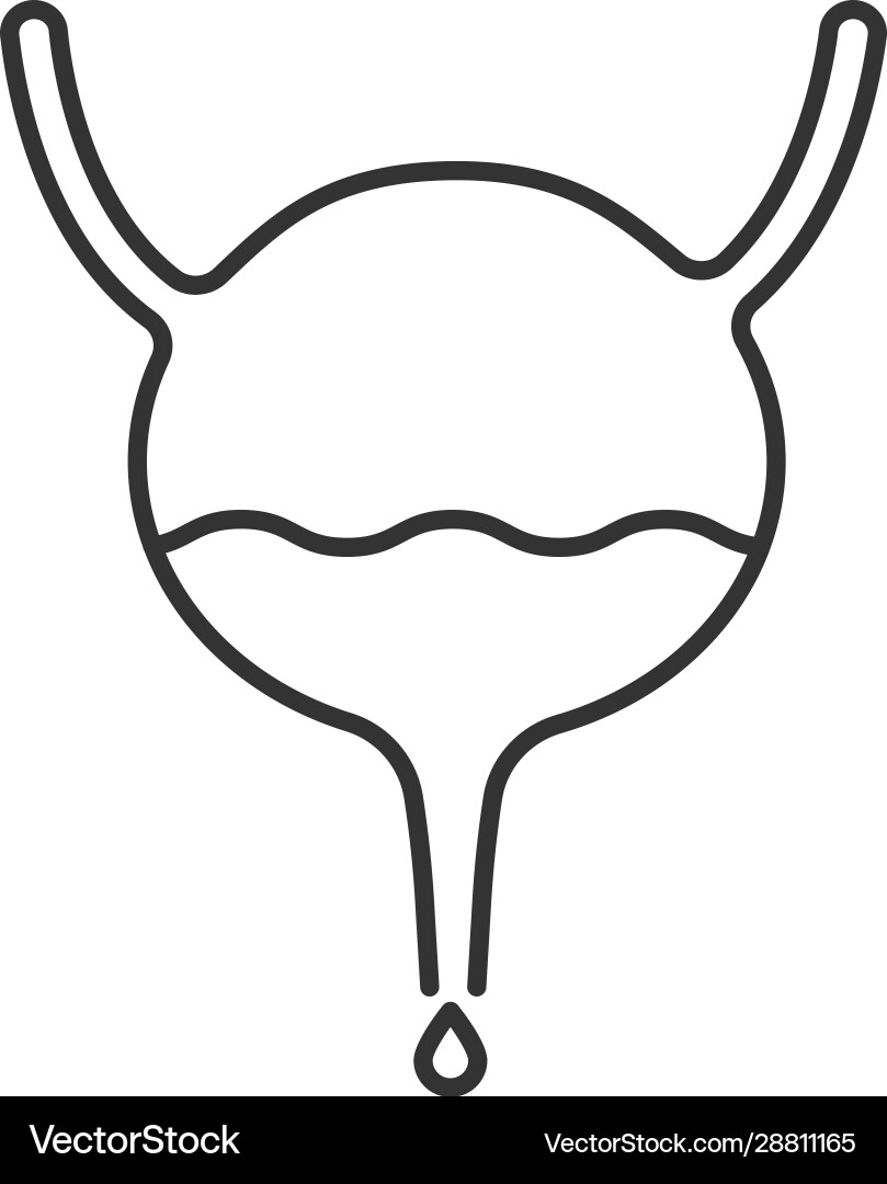 Urinary bladder ureter and urethra linear icon Vector Image