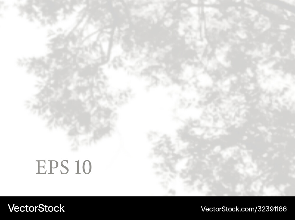 Transparent natural tree branches shadow light Vector Image