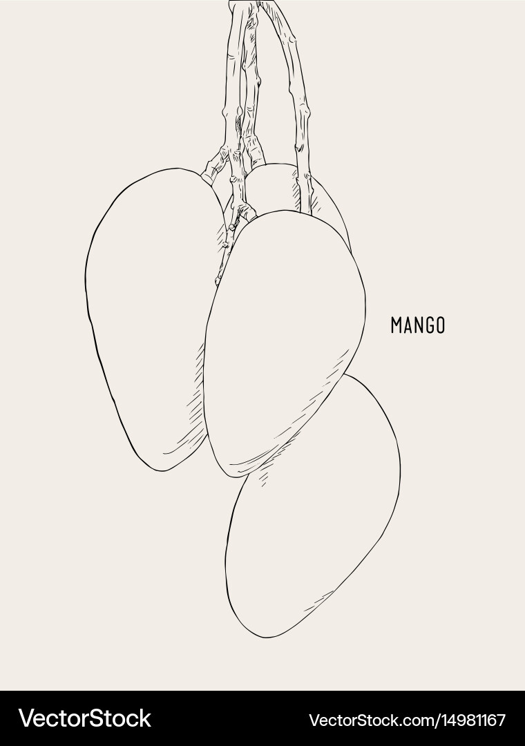 Green ripe mango on tree sketch Royalty Free Vector Image