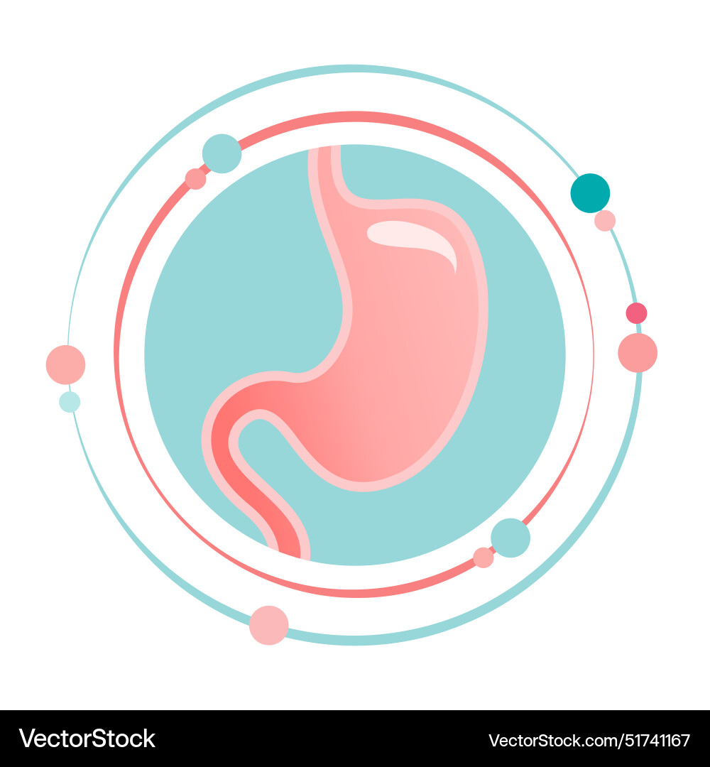 Stomach icon Royalty Free Vector Image - VectorStock