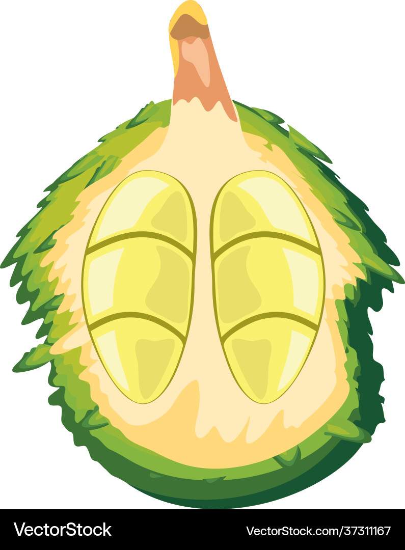 Tropical fruit durian Royalty Free Vector Image