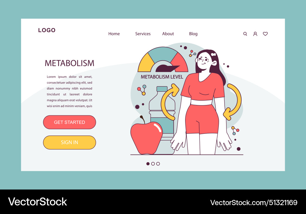 Endocrine system function cellular metabolism Vector Image