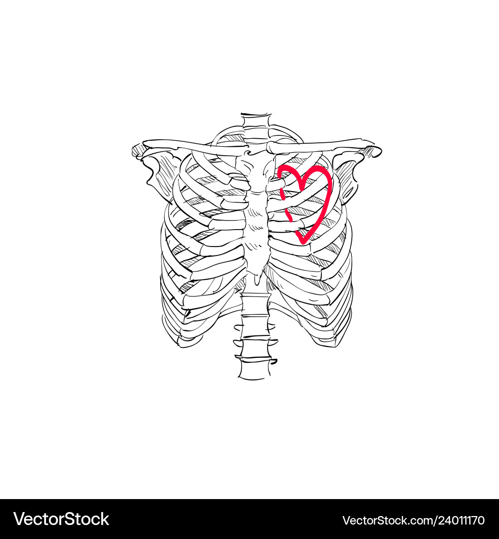 Heart Skeleton T-Shirt Royalty Free Vector Image