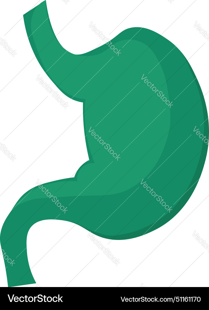 Structure of human stomach icon abdominal organs Vector Image