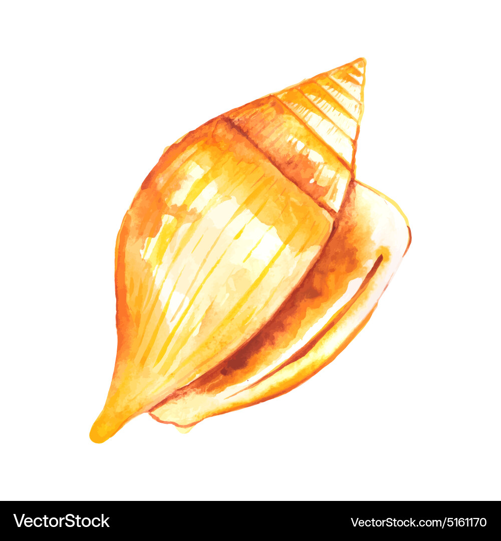 Watercolor seashell Royalty Free Vector Image - VectorStock