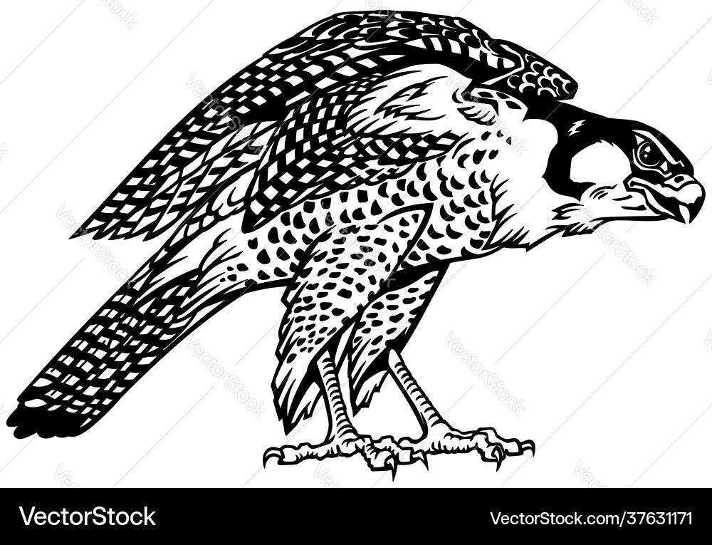 Falcon a hunter ready to fly black and white Vector Image