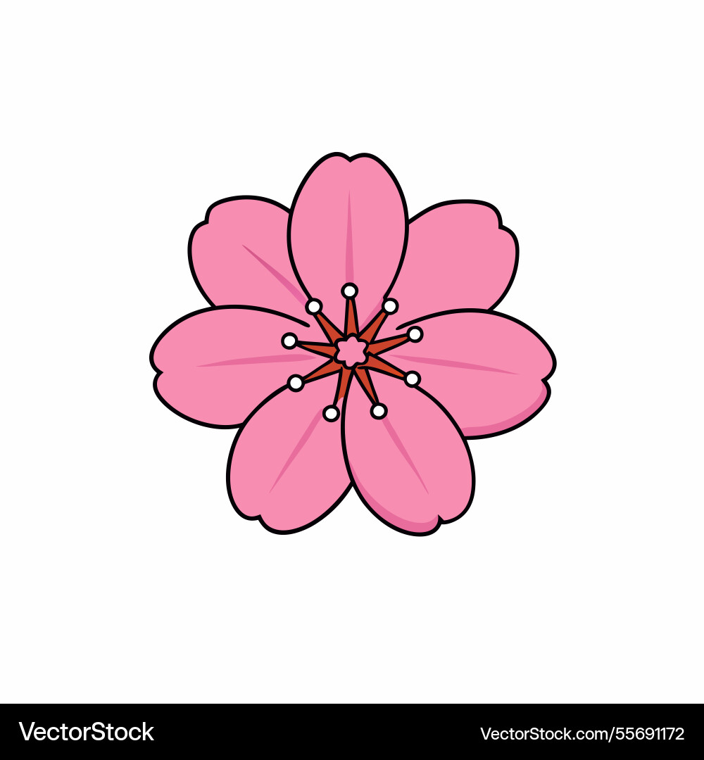 Cherry blossom flower Royalty Free Vector Image
