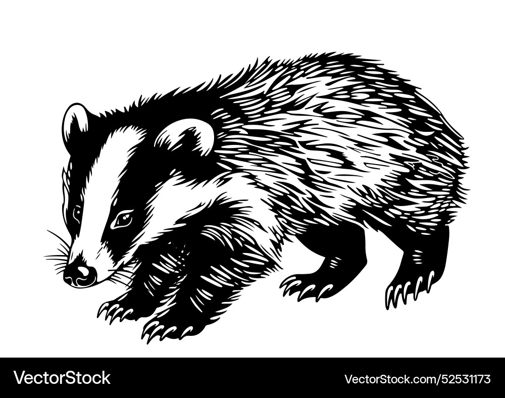 Badger drawing engraving ink line Royalty Free Vector Image