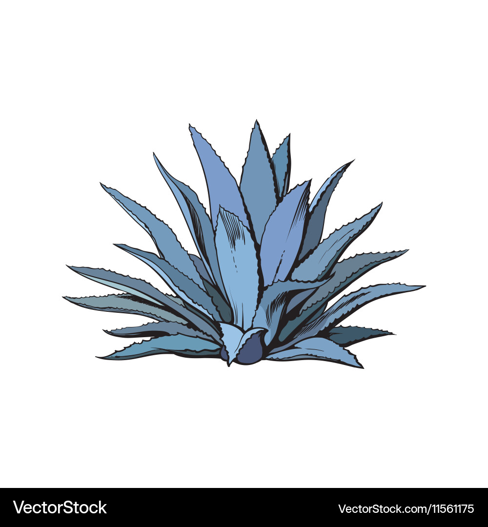 Blue Agave Cactus Royalty Free Vector Image - VectorStock