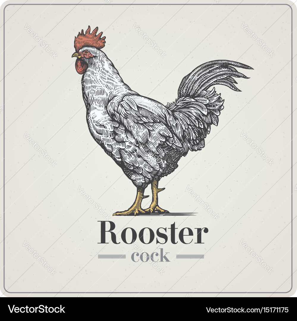 Roster color Royalty Free Vector Image - VectorStock