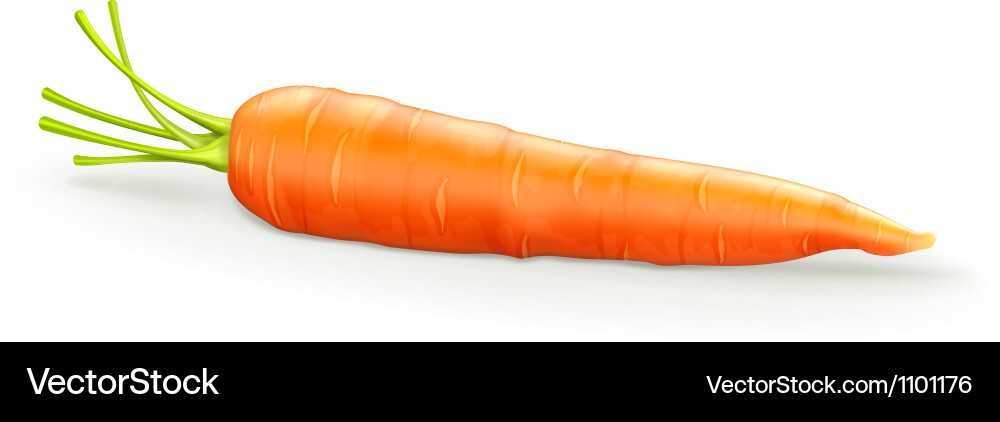 Carrot Royalty Free Vector Image - VectorStock