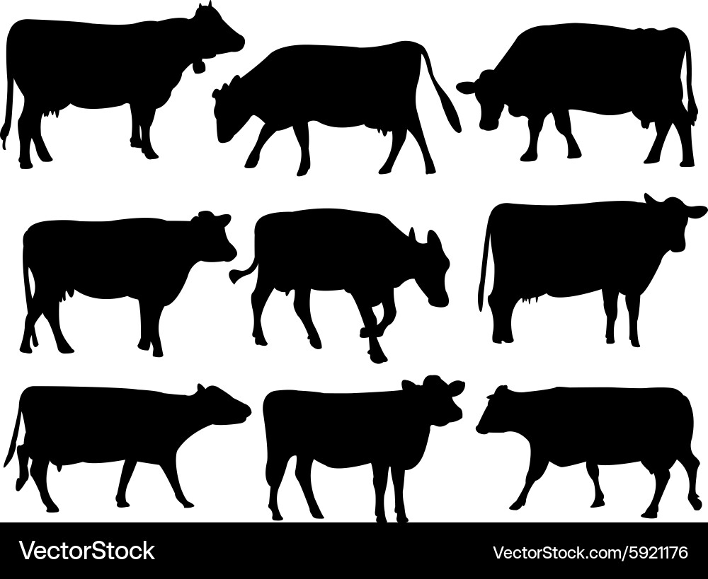 Cow collection Royalty Free Vector Image - VectorStock