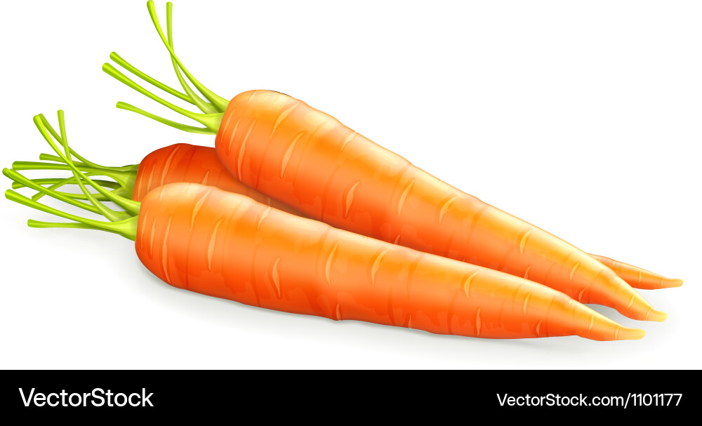Carrots Royalty Free Vector Image - VectorStock