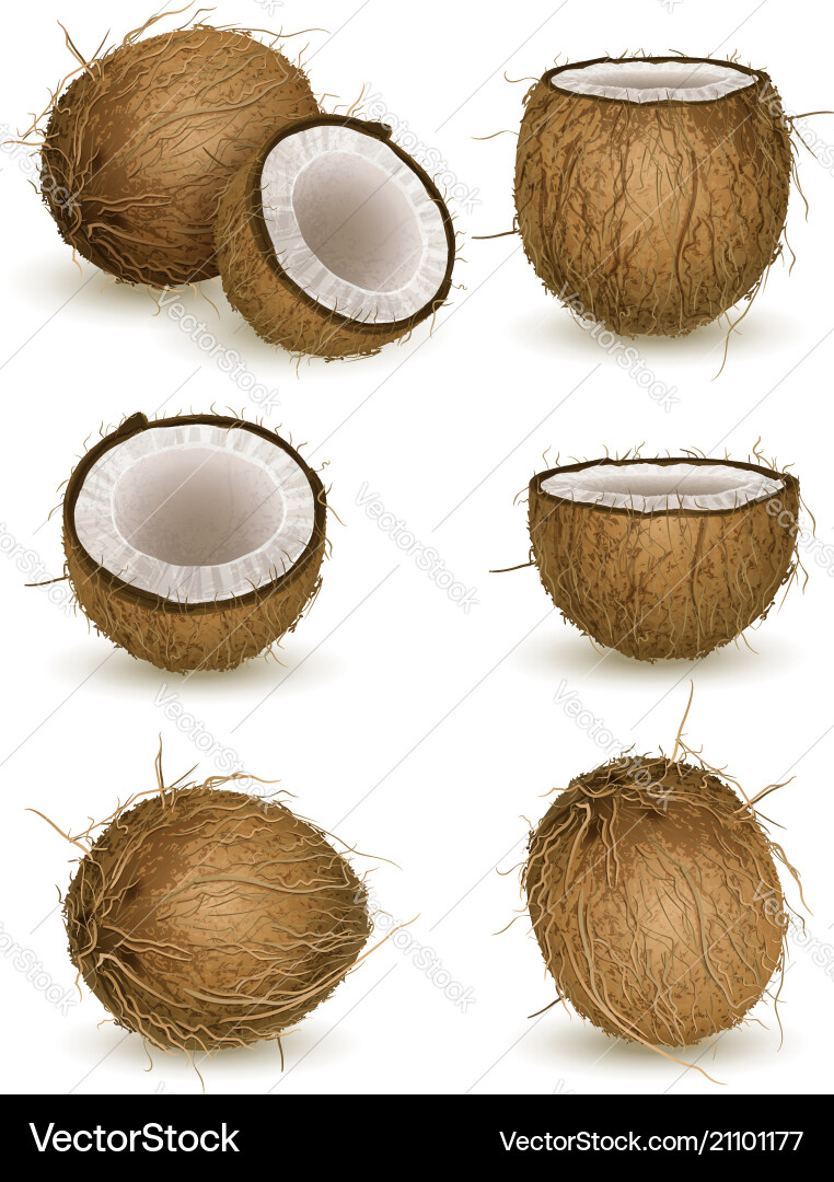 Coconut Royalty Free Vector Image - VectorStock