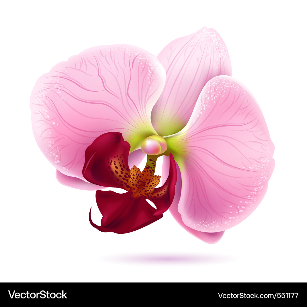 Orchid flower Royalty Free Vector Image - VectorStock