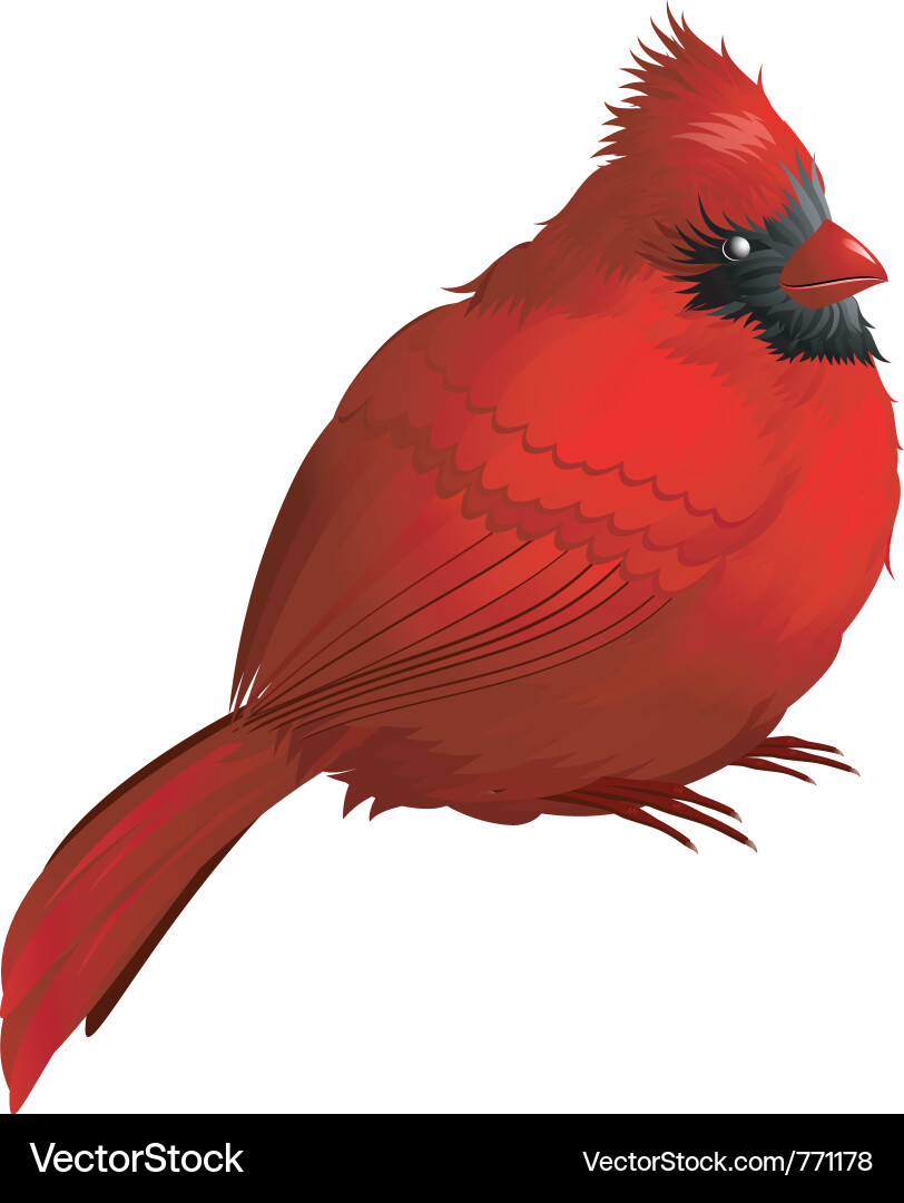 Robin character Royalty Free Vector Image - VectorStock