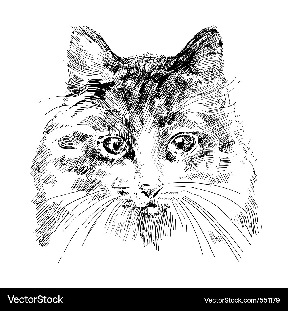 Detailed Cat Sketch Royalty Free Vector Image - VectorStock