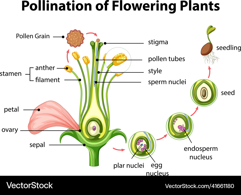 Pollination Process of Flowering Plants Royalty Free Vector