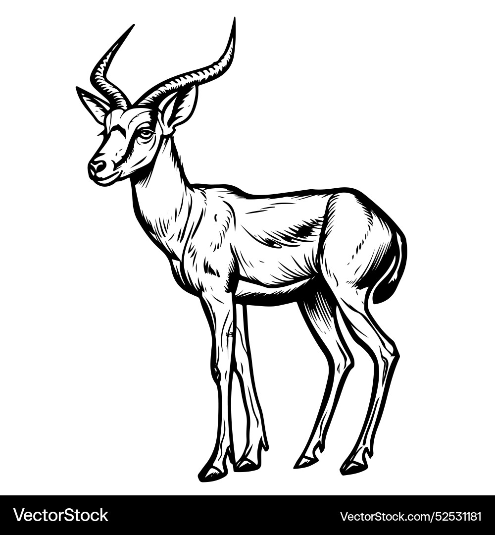 Gazelle line drawing black and white Royalty Free Vector